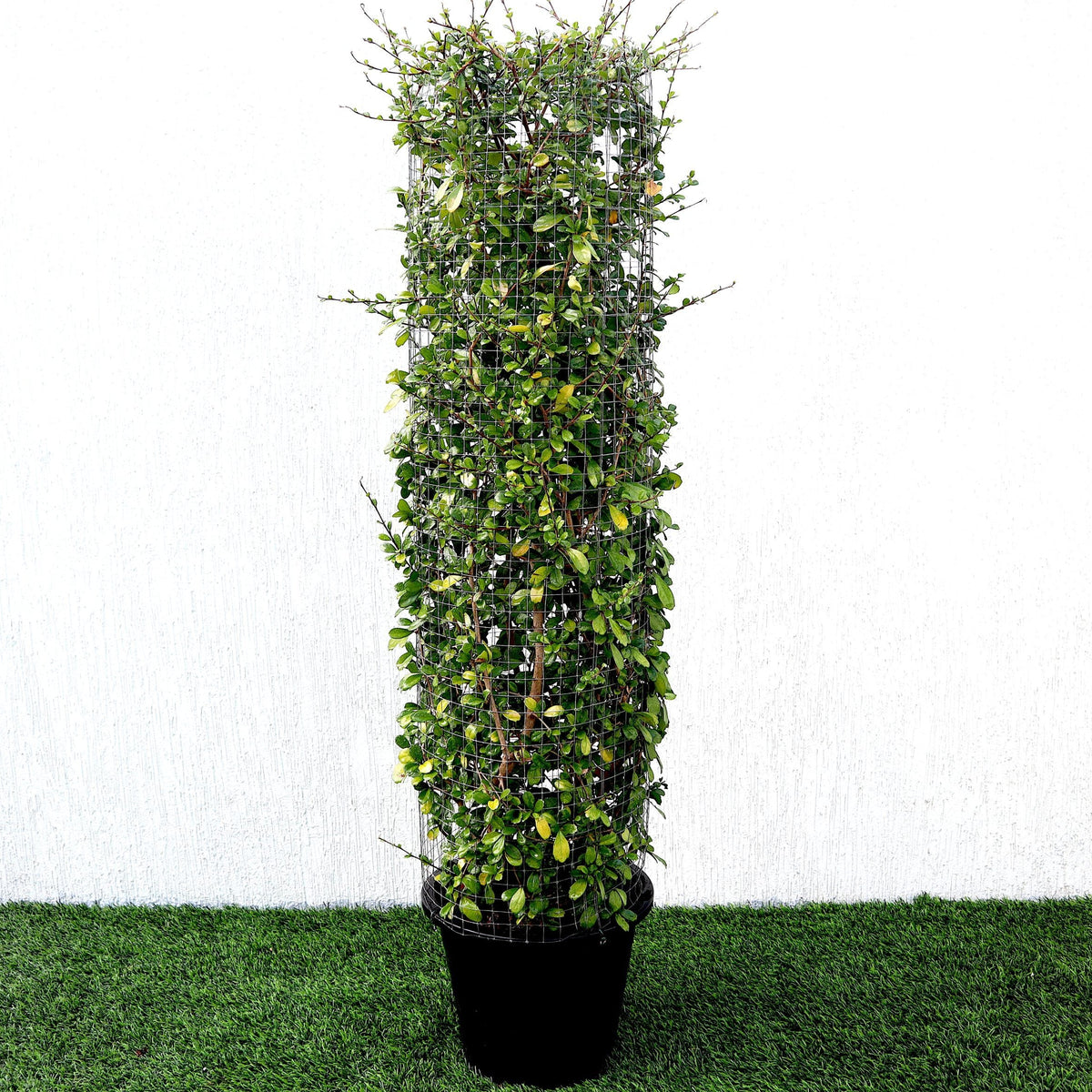 Ehretia Cylindrical Shape "Ehretia Microphylla" 1.0m – Cacti