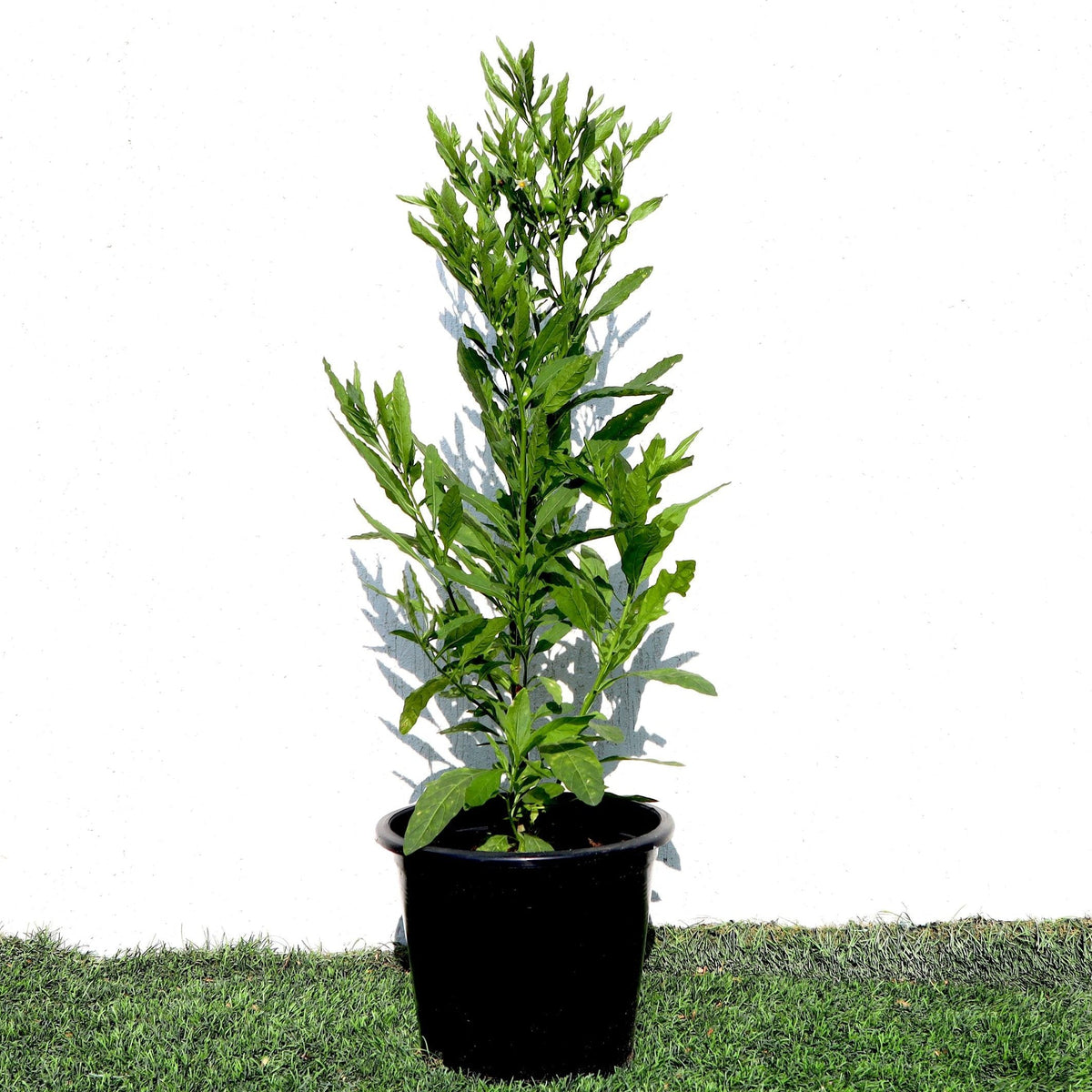 Round China Chili Plant 30-40cm – Cacti