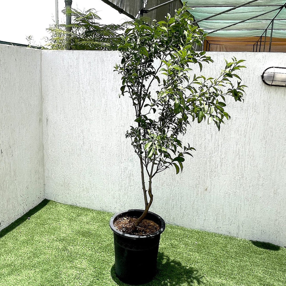 Mandarin Plant "Pakistan's Best Mandarin" 1.3-1.6 m – Cacti