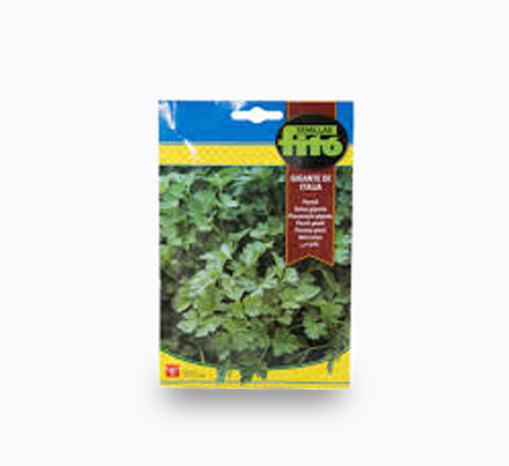 Parsley Gigante Italia Seeds 20g - Fito – Cacti