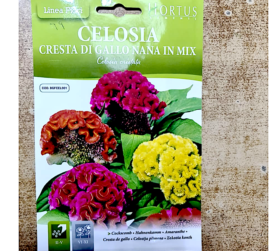 Celosia Flower Seeds "Cresta Di Gallo Nana Mix" by Hortus – Cacti