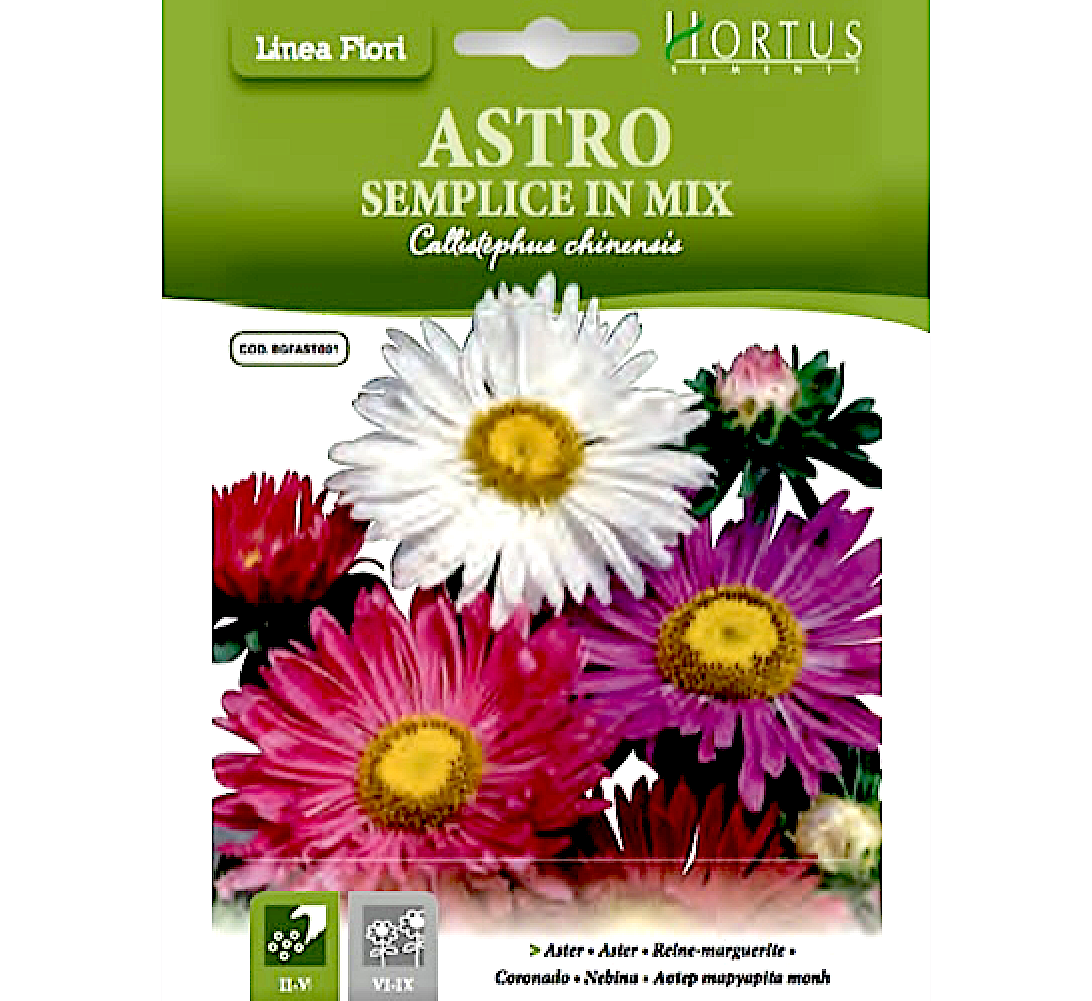 Aster Flower of Love "Astro Semplice" Hortus Seeds – Cacti