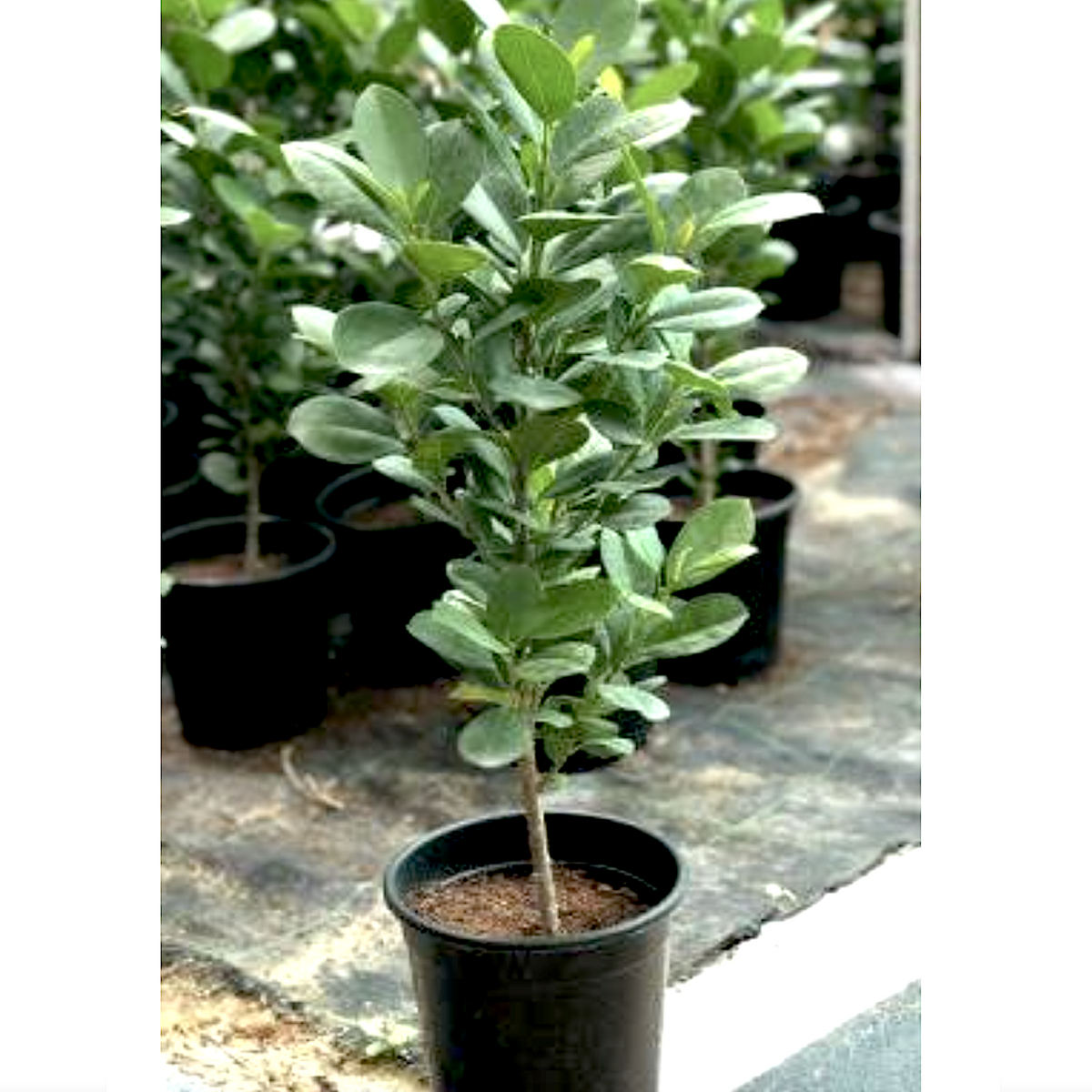Ficus diversifolia "Mistletoe Fig" 0.4-0.6m – Cacti