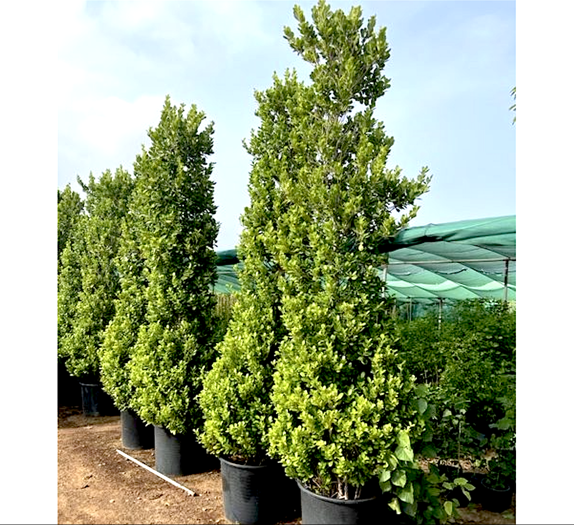 Ficus diversifolia "Cone Shape" – Cacti