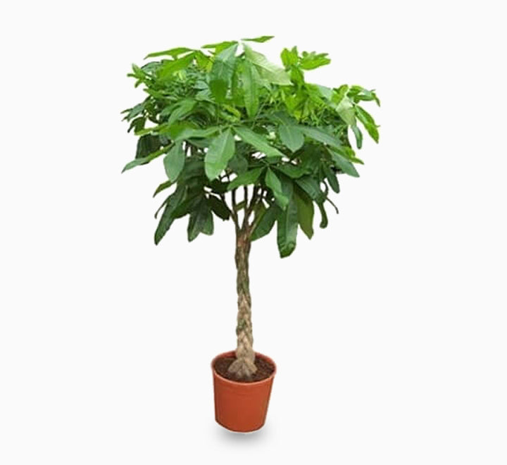 Pachira aquatica, Money Tree "Twisted Trunk" 130 - 150cm شجرة المال – Cacti