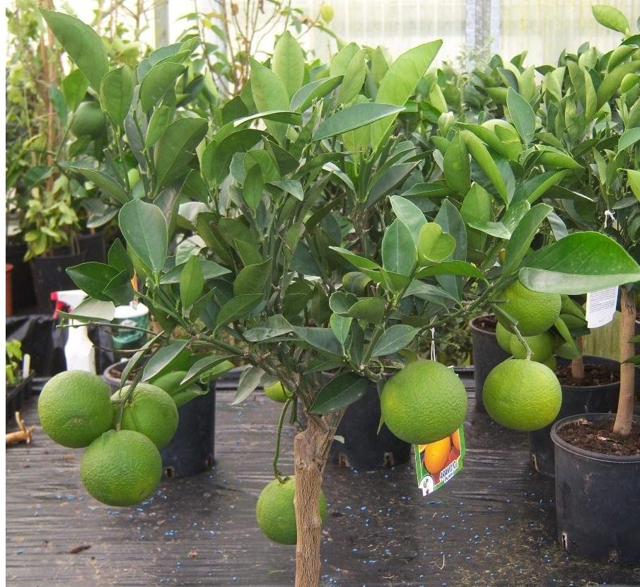 Citrus "Orange Sinensis Spain" 1.4-1.6 m – Cacti