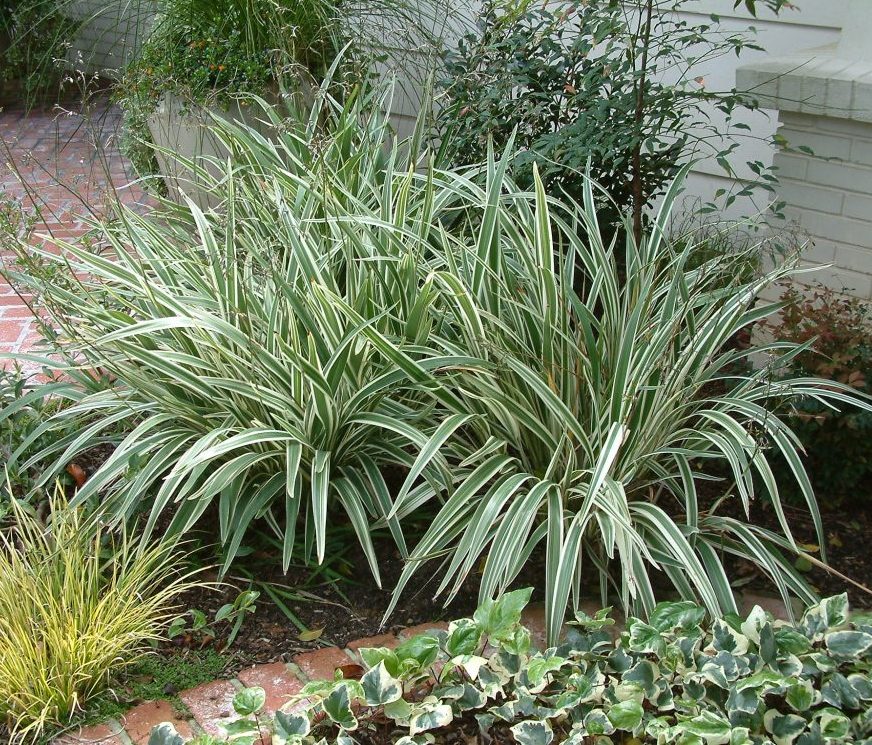 Dianella tasmanica "Variegata" or Tasman Flax-lily – Cacti