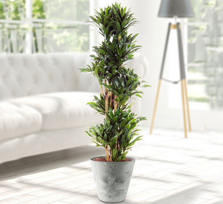 Dracaena fragrans "Janet Craig" – Cacti