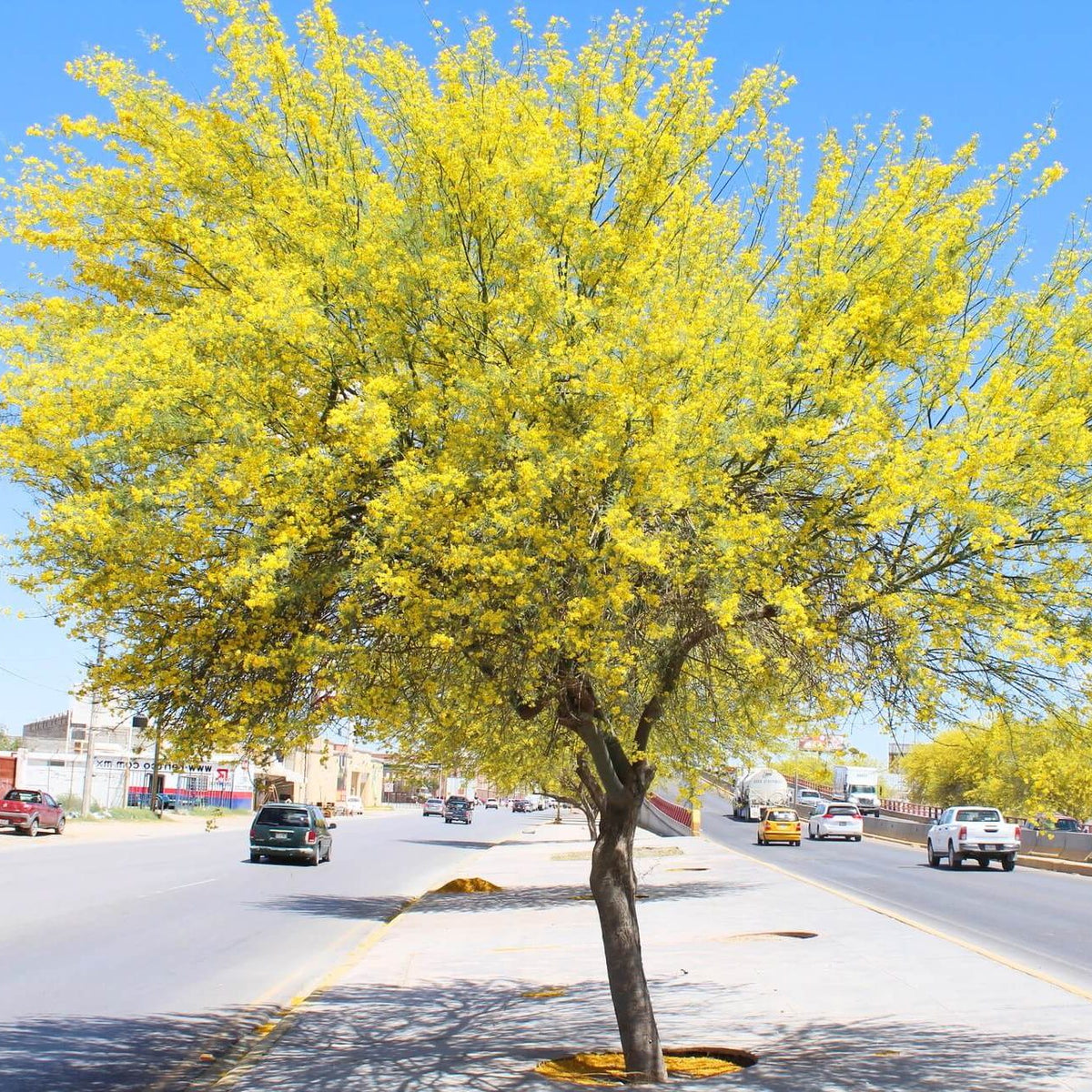 Parkinsonia aculeata, Jerusalem thorn tree – Cacti