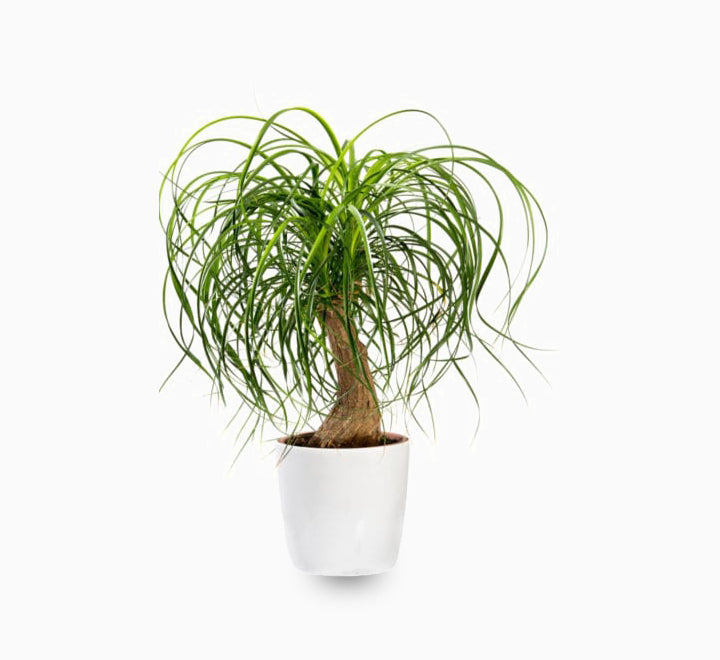 Beaucarnea recurvata ( Elephant-foot Tree )30-40cm – Cacti